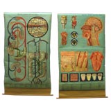 Six Denoyer Geppert Anatomical Charts at 1stDibs