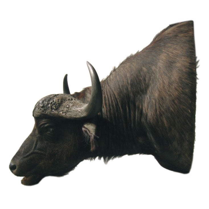Vintage Cape Buffalo Trophy Mount at 1stDibs