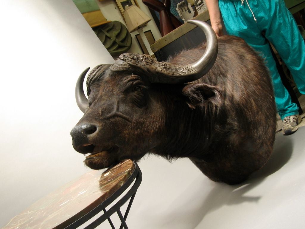 Vintage Cape Buffalo Trophy Mount at 1stDibs