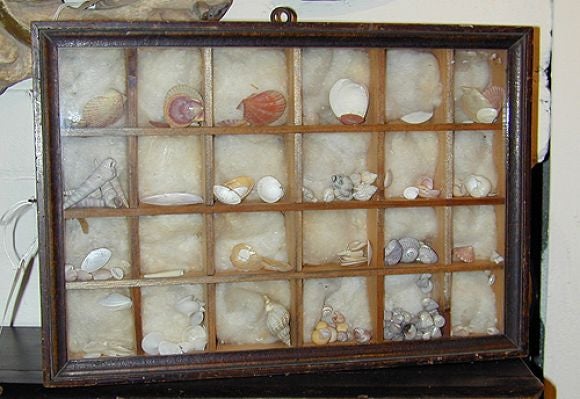 Seashell collection at 1stDibs