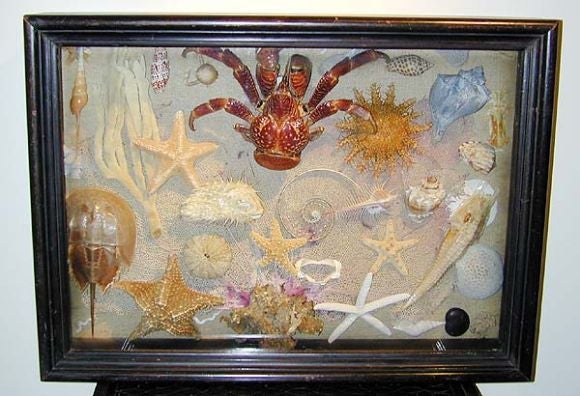 Sea creature specimen box at 1stDibs