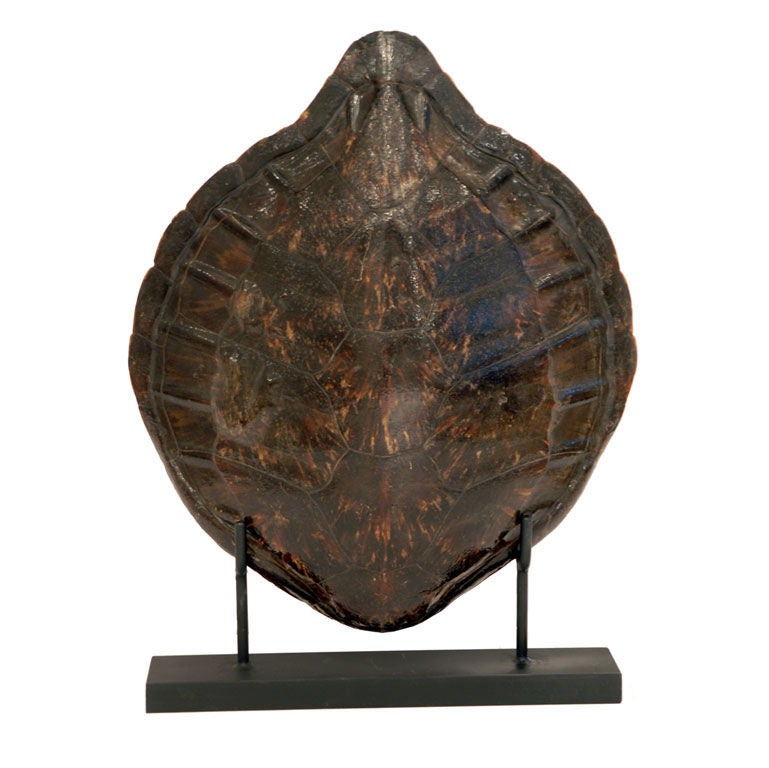 Tortoise Shell on Iron Stand at 1stDibs