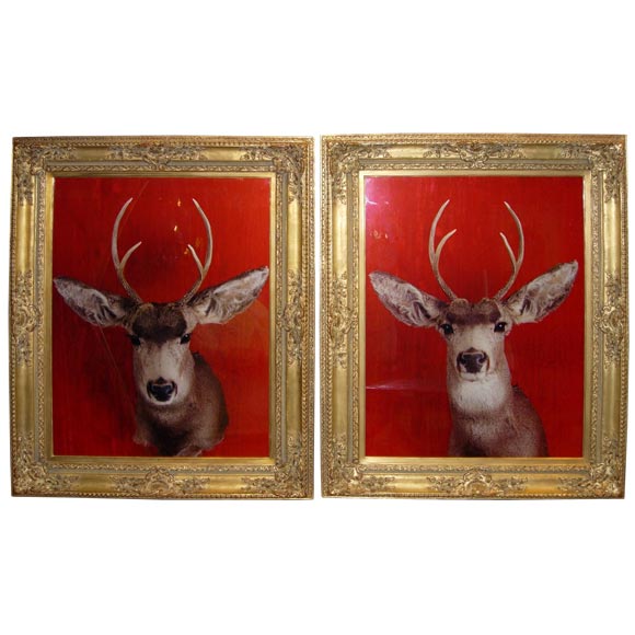 set of tasha ostrander c-prints, framed at 1stDibs