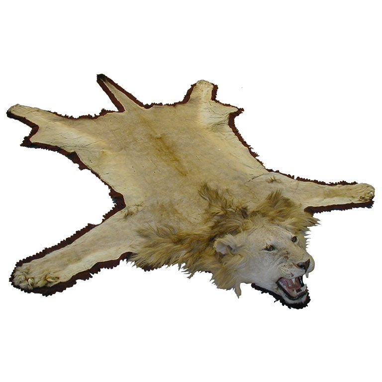 Trophy Size Lion Rug at 1stDibs
