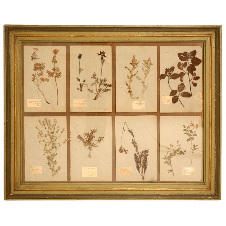 c.1907-1908 Framed Botany Field Journal at 1stDibs