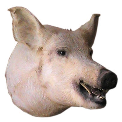 most attractive taxidermied wild hog ever. at 1stDibs
