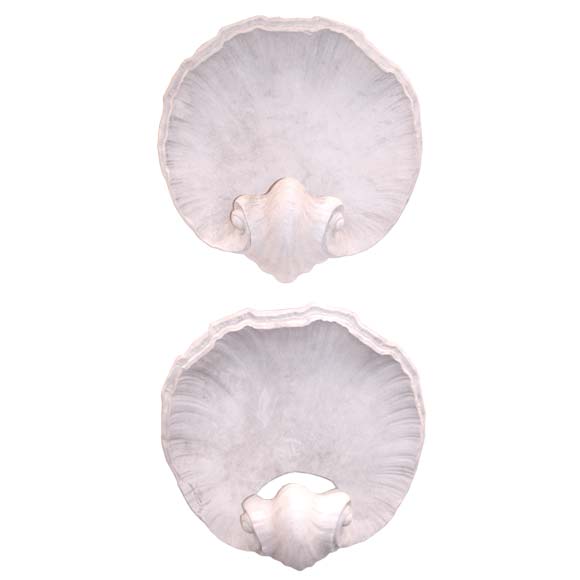 Pair of Plaster Shell Wall Light Appliques For Sale at 1stDibs