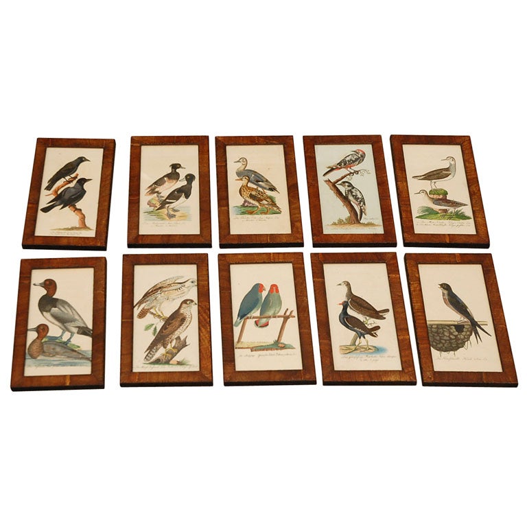 10 framed bird prints at 1stDibs