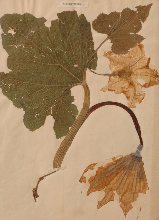 Set of Twelve Pressed Botanicals at 1stDibs