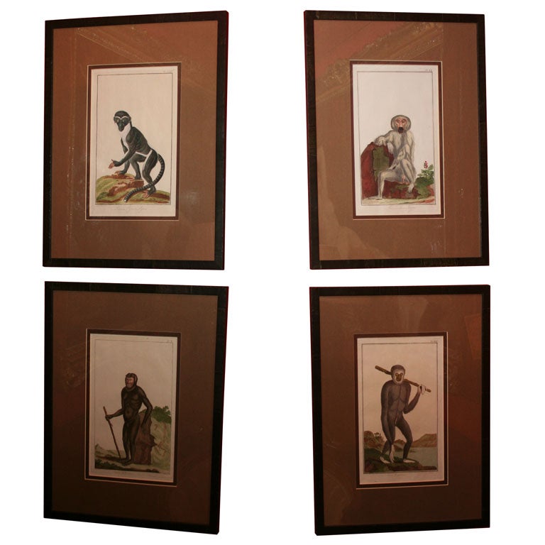 Set of Four 18th Century Naturalist Engravings of Monkeys For Sale at ...