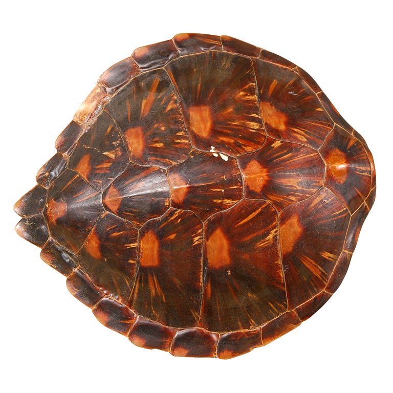 Old Tortoise Shell at 1stDibs