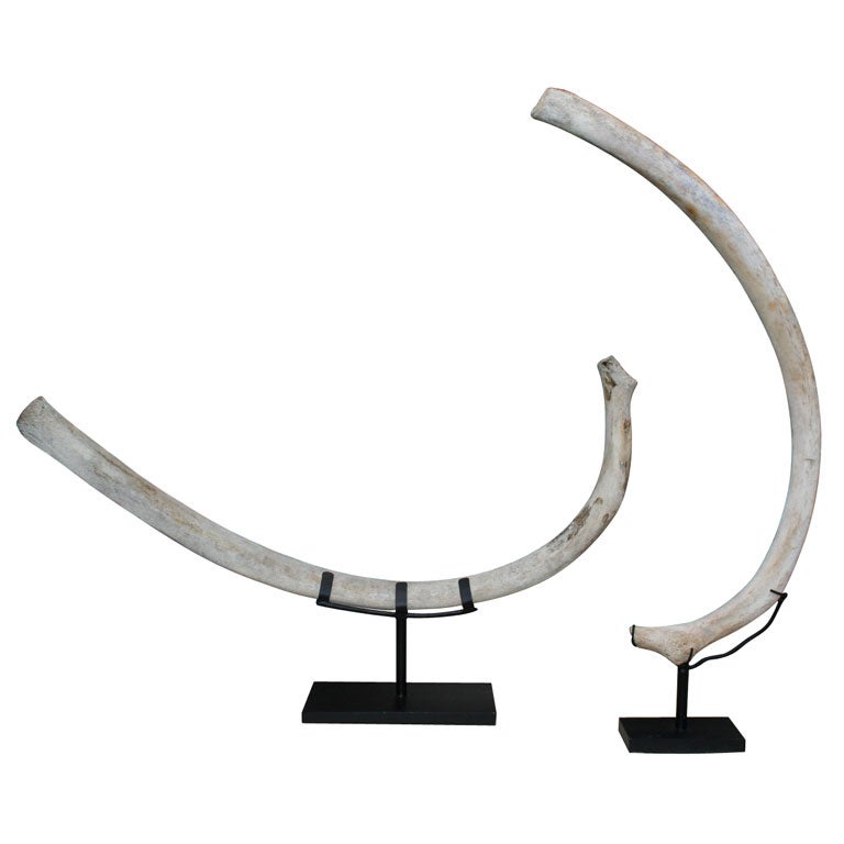 Large whale bones ( mounted on black stands ) at 1stDibs