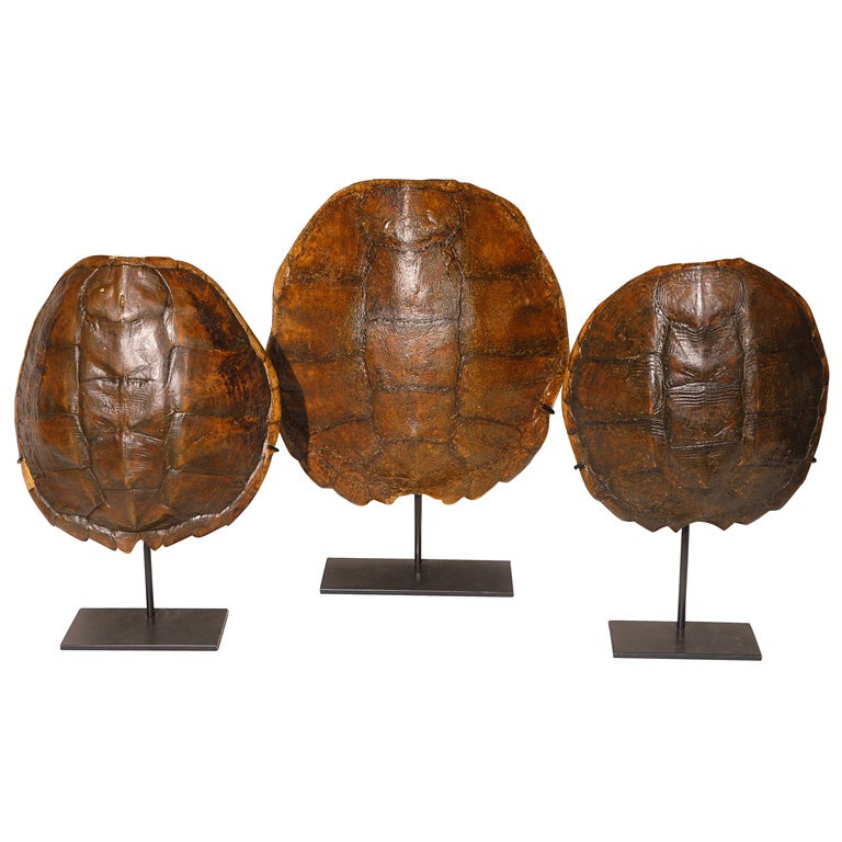 Set of Three Vintage Tortoise Shells on Iron Stands at 1stDibs