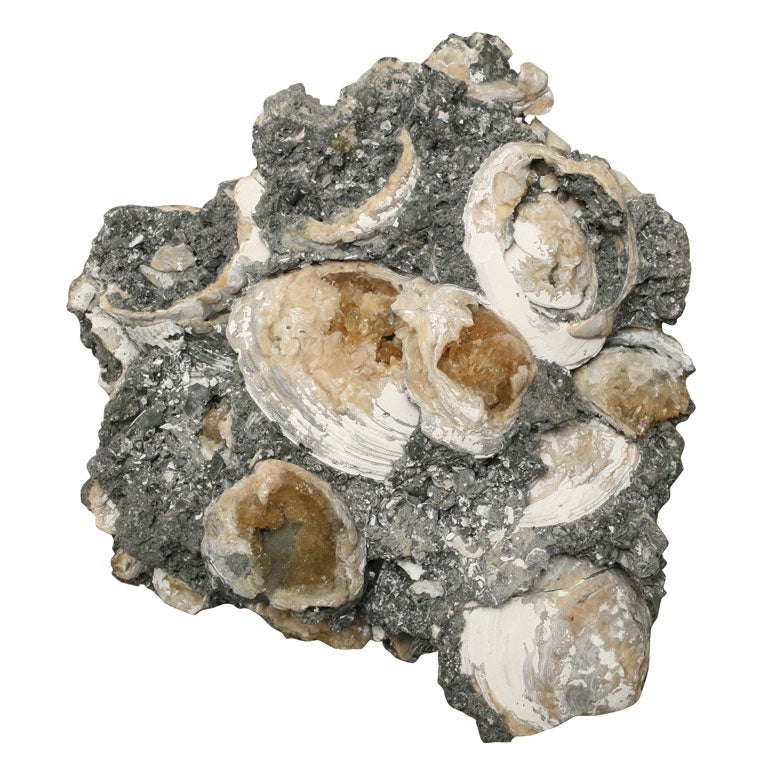 Fossilized Clam Shells on Stand at 1stDibs