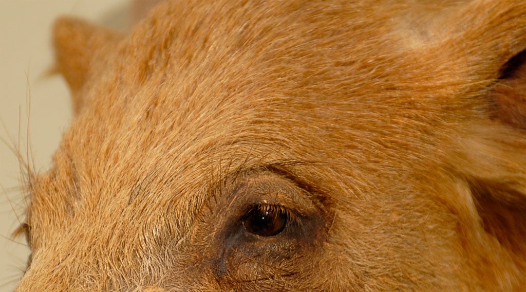 Russian Red Boar at 1stDibs