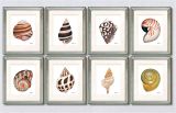 Framed Shell Prints For Sale at 1stDibs
