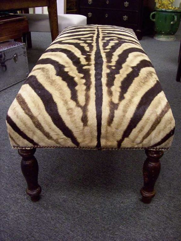 Large Trophy Grade Antique Zebra Stool at 1stDibs