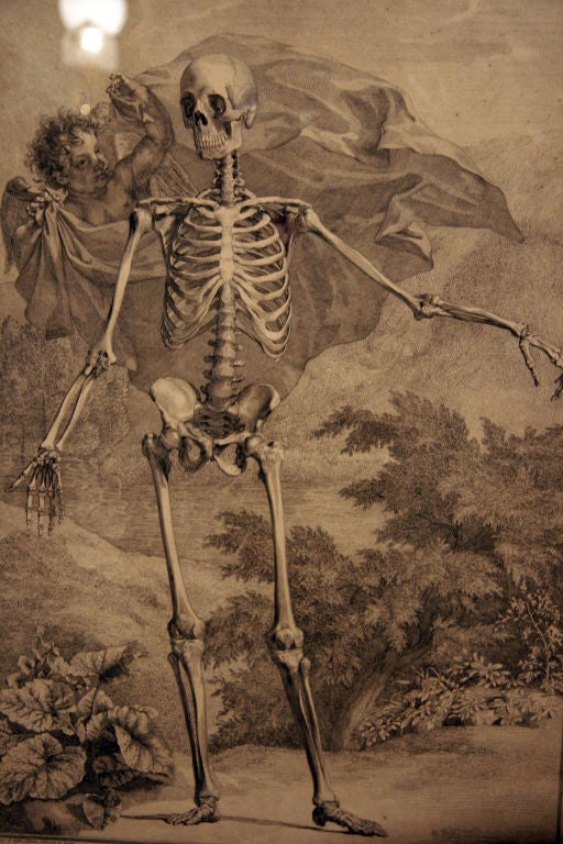 18th Century Skeleton Etchings by Jan Wandelaar at 1stDibs