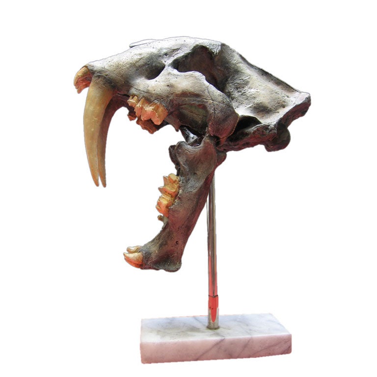 Saber Tooth Tiger Skull Replica at 1stDibs