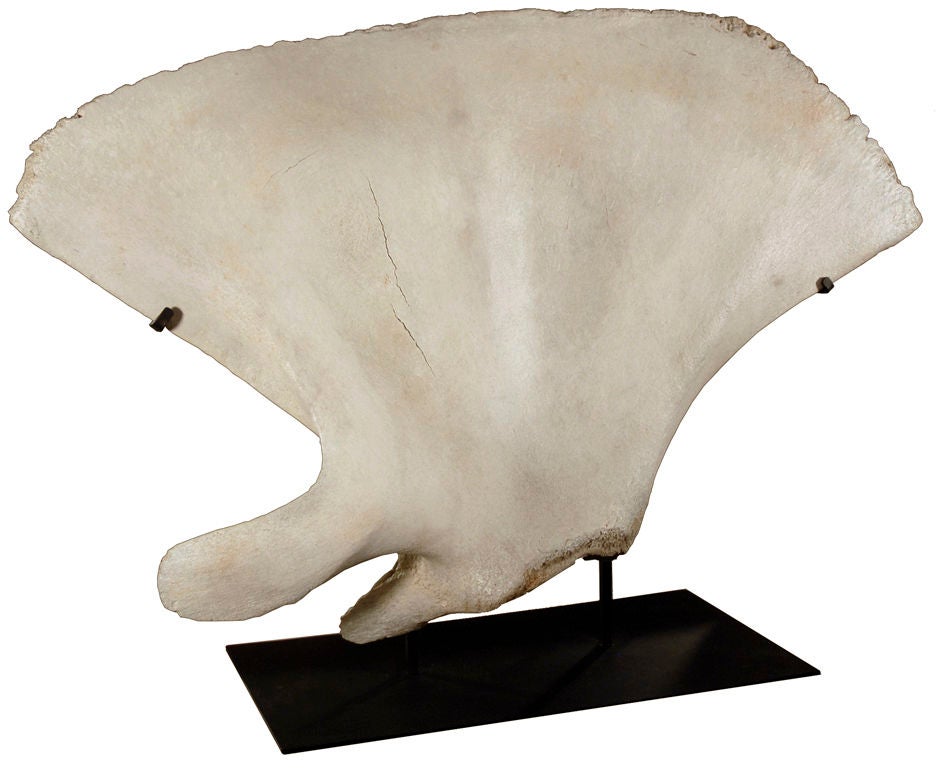 Whale Bone - 3 For Sale on 1stDibs | whale bones for sale, whale ...