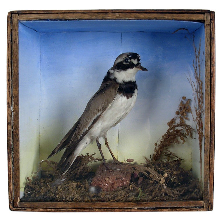 Taxidermy Bird Shadow Box at 1stDibs