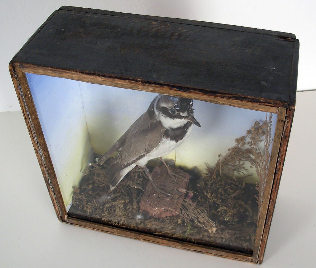 Taxidermy Bird Shadow Box at 1stDibs