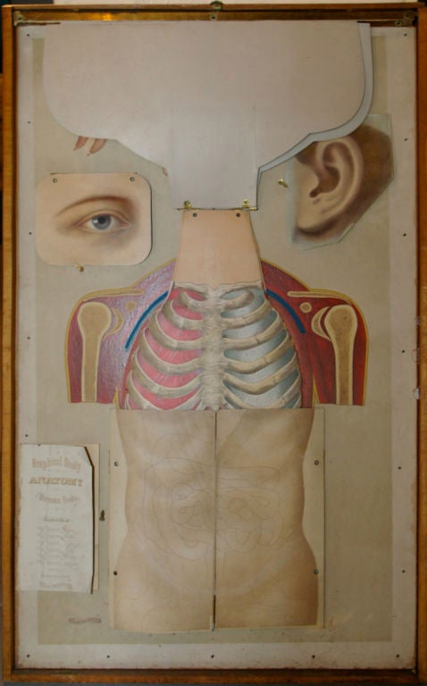 1889 Human Anatomy Manikin Medical Chart , in original case! at 1stDibs