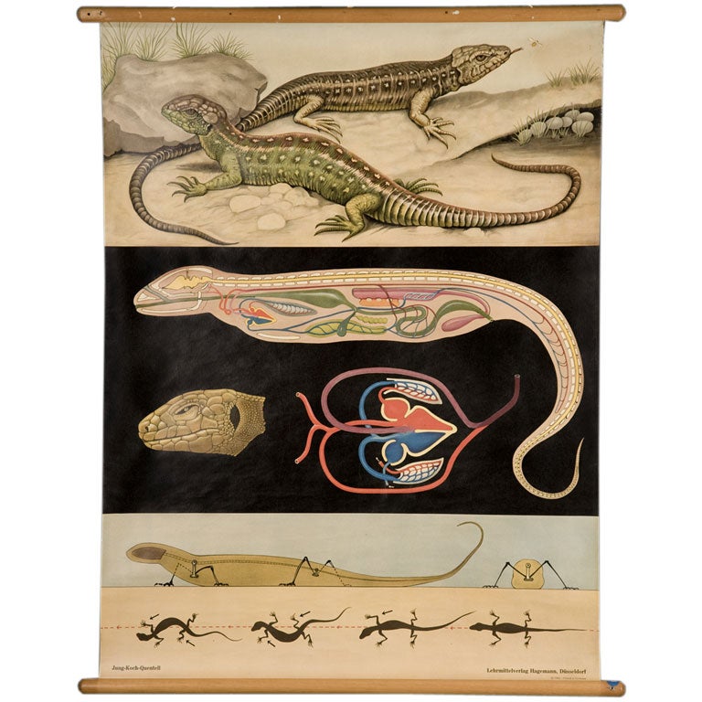 Lizard educational chart at 1stDibs