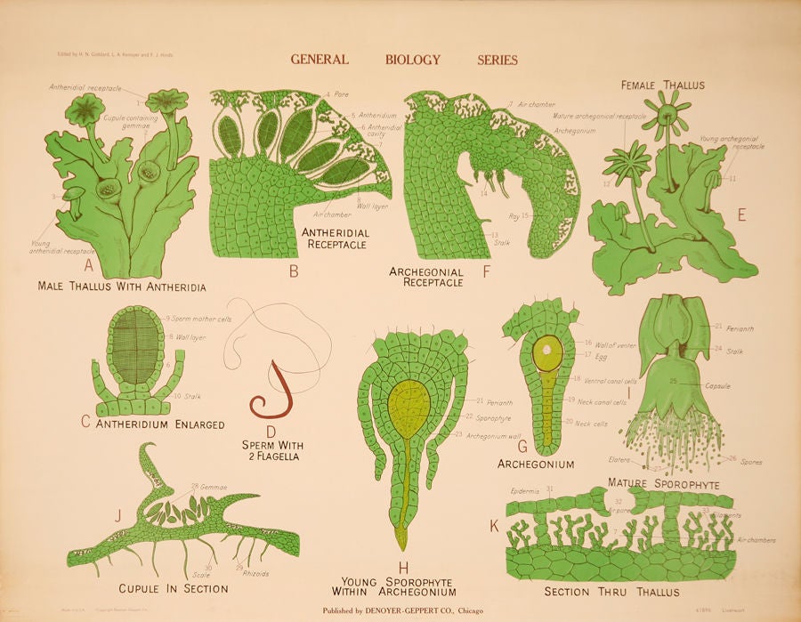 Biology Poster - 20 For Sale on 1stDibs | vintage biology posters ...