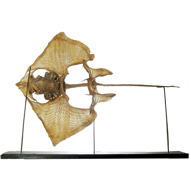 Skeleton of a Ray at 1stDibs