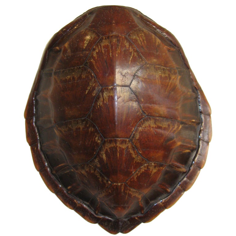 BEUTEFUL TORTOISE SHELL at 1stDibs