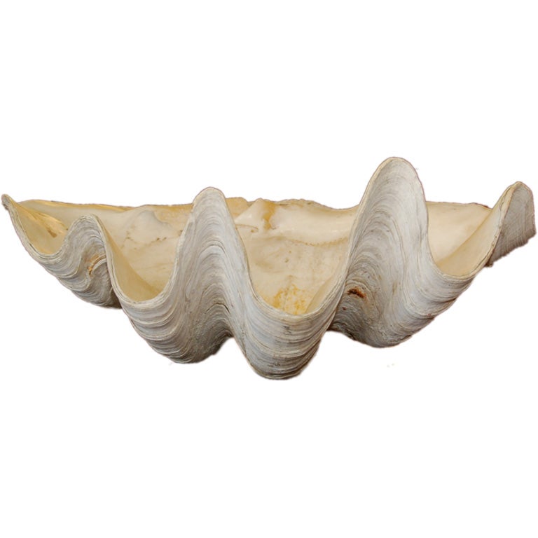 Clam Shell at 1stDibs