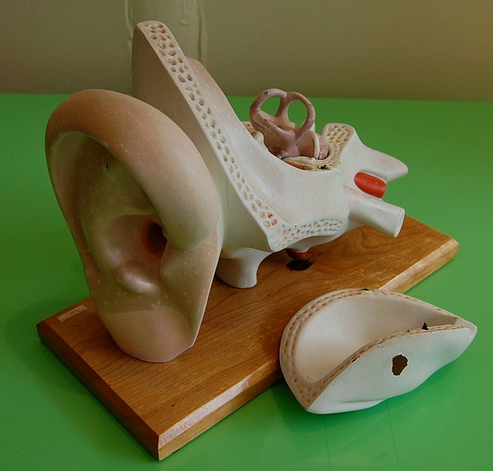 Vintage Anatomical Ear Model at 1stDibs