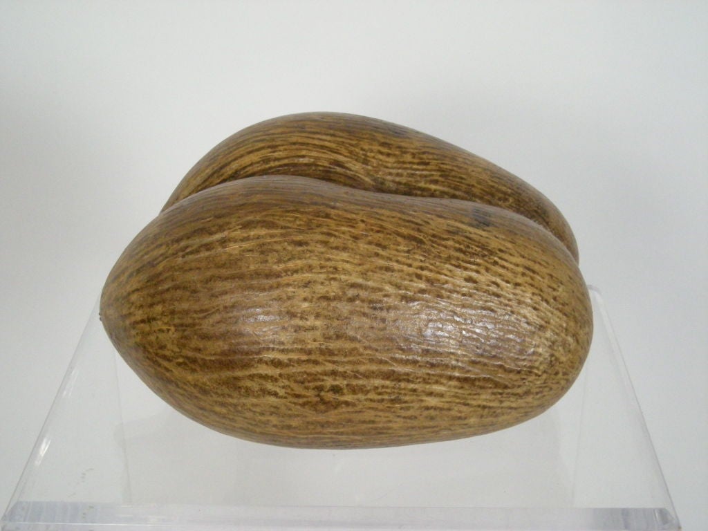 COCO DE MER/DOUBLE COCONUT at 1stDibs