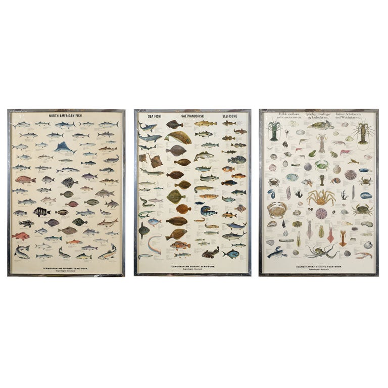 Set Of Three Large Framed Vintage Aquatic Animal Posters at 1stDibs