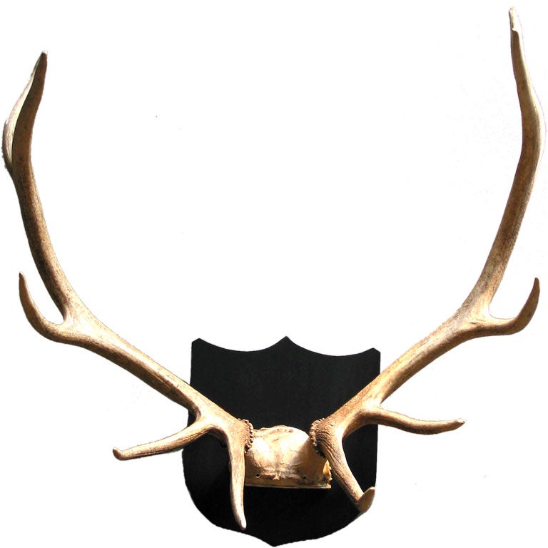 Trophy Mounted Elk Horns at 1stDibs