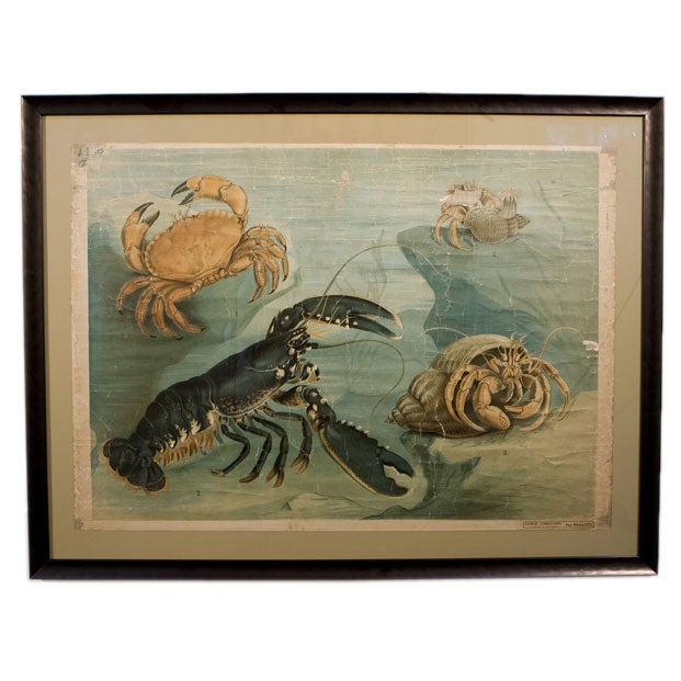 Lobster and Crabs Didactic Chart at 1stDibs