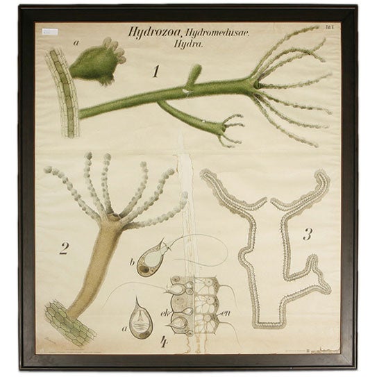 "Hydra" Botanical chart at 1stDibs