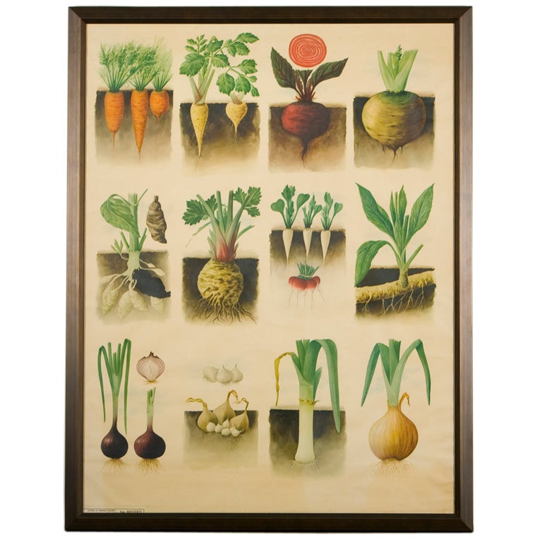 Root vegetable botanical teaching poster at 1stDibs