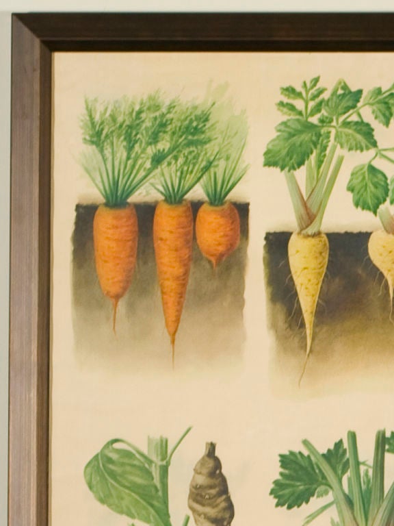Root vegetable botanical teaching poster at 1stDibs