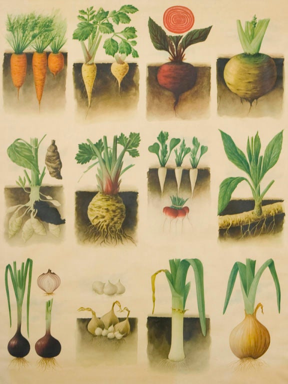 Root vegetable botanical teaching poster at 1stDibs