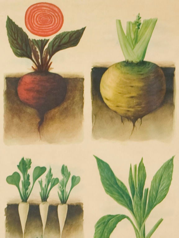 Root vegetable botanical teaching poster at 1stDibs