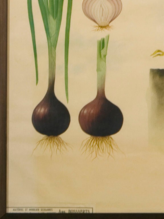 Root vegetable botanical teaching poster at 1stDibs