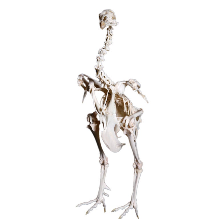 Full Body Skeleton of a Rooster in Original Glass Case at 1stDibs