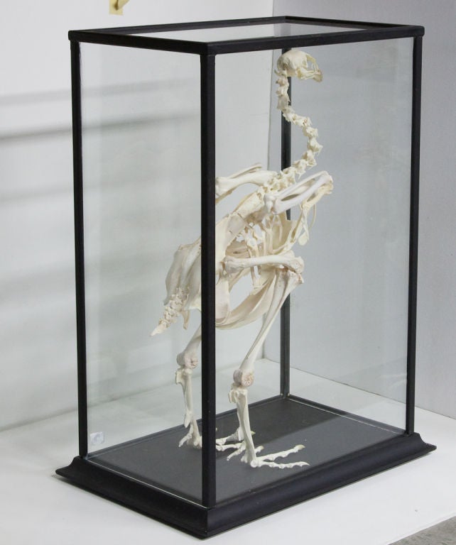 Full Body Skeleton of a Rooster in Original Glass Case at 1stDibs