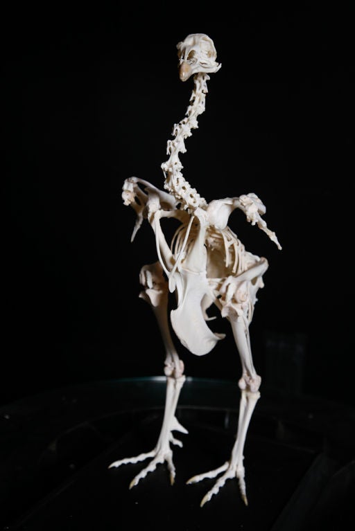 Full Body Skeleton of a Rooster in Original Glass Case at 1stDibs