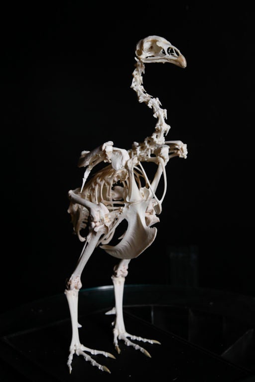 Full Body Skeleton of a Rooster in Original Glass Case at 1stDibs