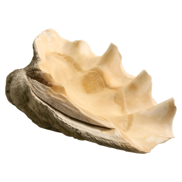 Giant Clam Shell at 1stDibs