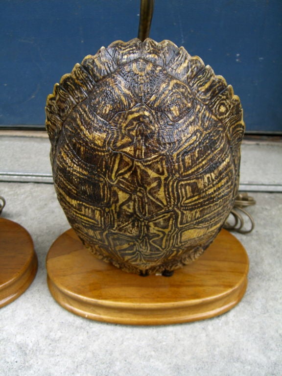 Nice pair of Turtle shells mounted as lamps at 1stDibs