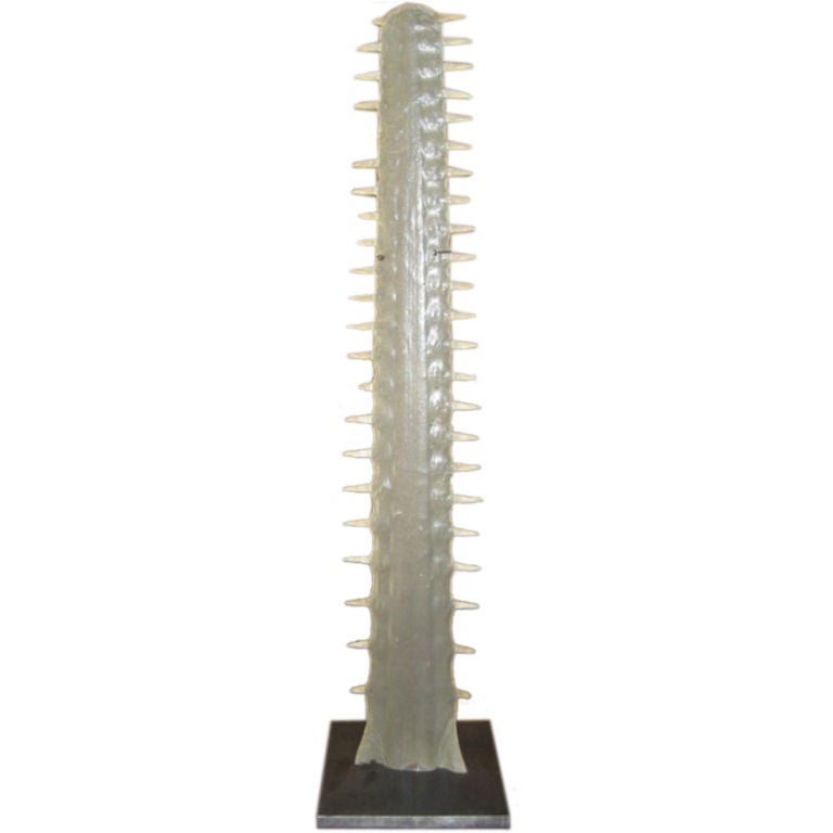 Mounted Saw Fish Rostrum at 1stDibs